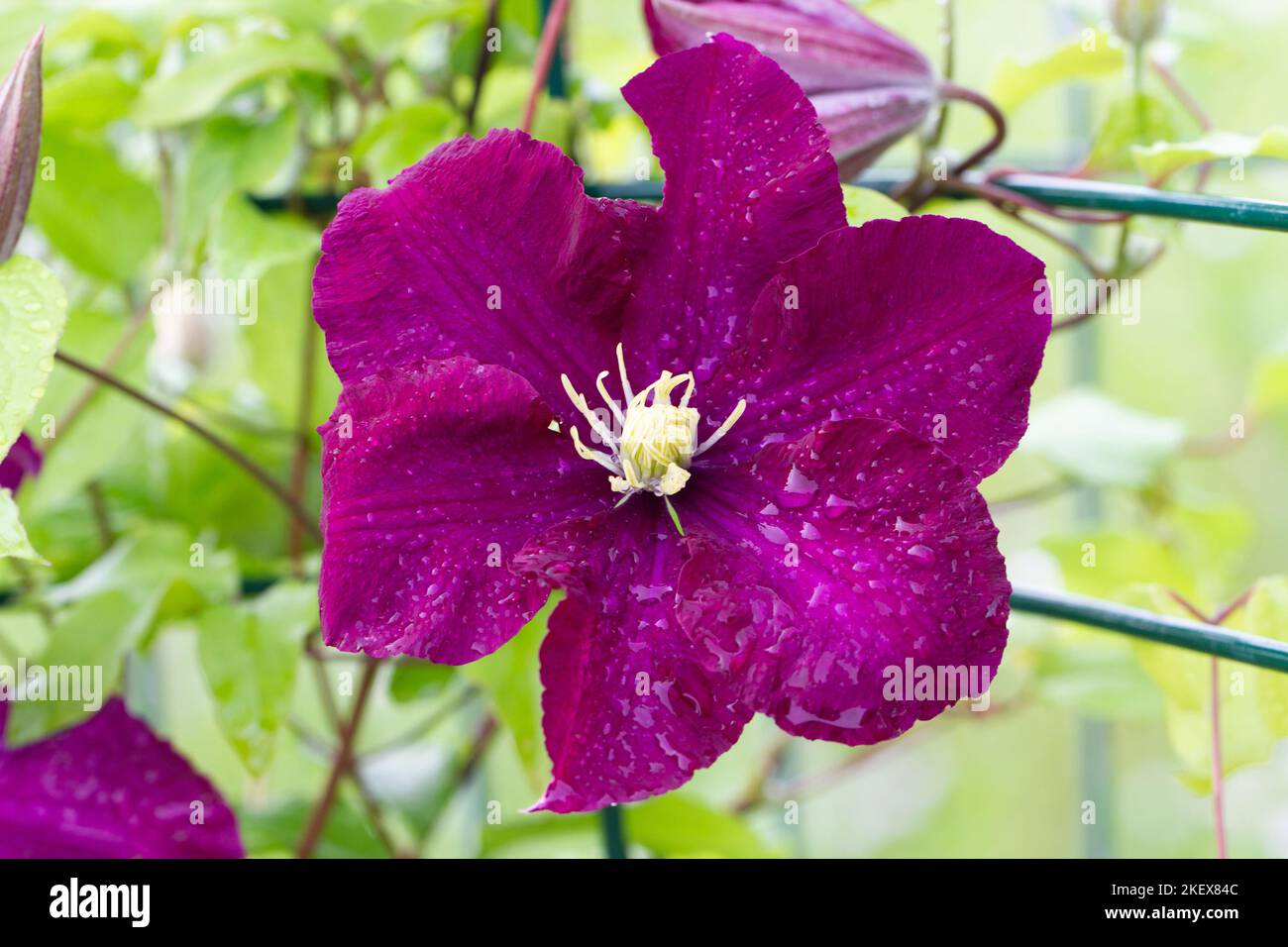 Insects collecting pollen on flowers in summer garden, with blur ...
