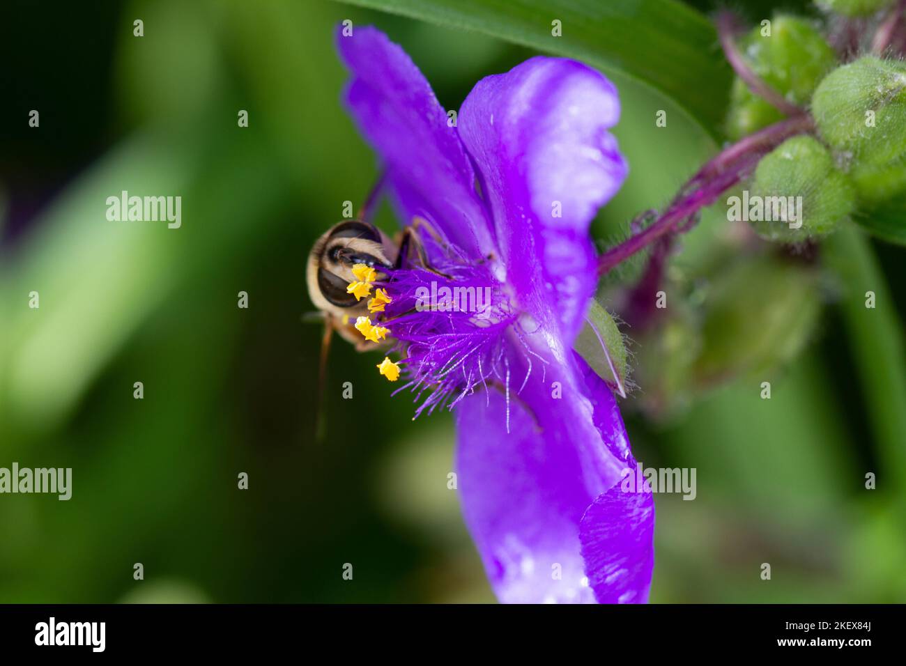 Macro of honeybee on flowers, collecting pollen in colourful ...