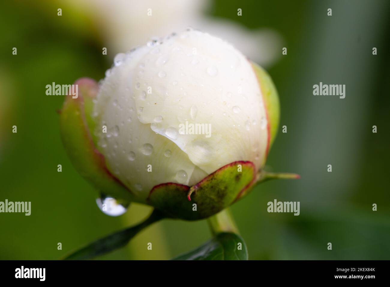 White peony or paeony flowers with water drops in natural light over ...