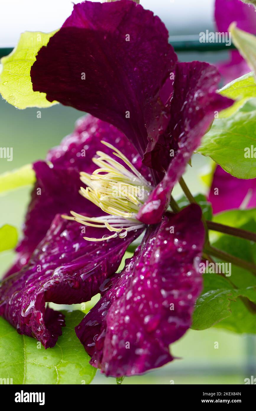 Insects collecting pollen on flowers in summer garden, with blur ...