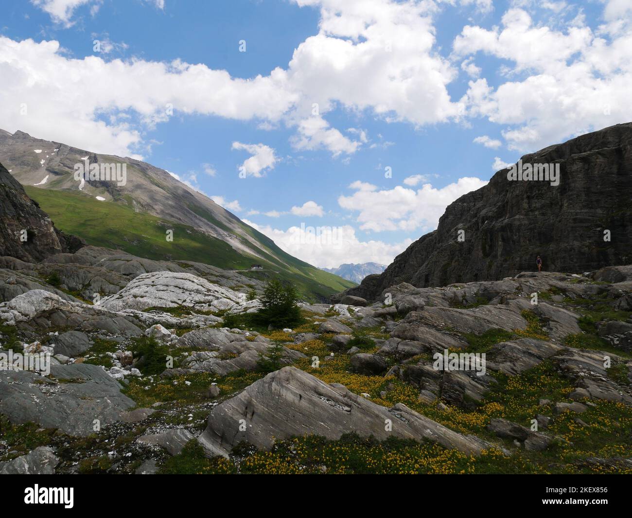 Landscape images and wild alpine flowers of the Hohe Tauern National ...
