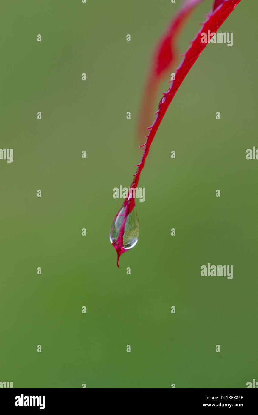 Close-up of water drop on the leaf of acer rubrum, the red maple, also ...