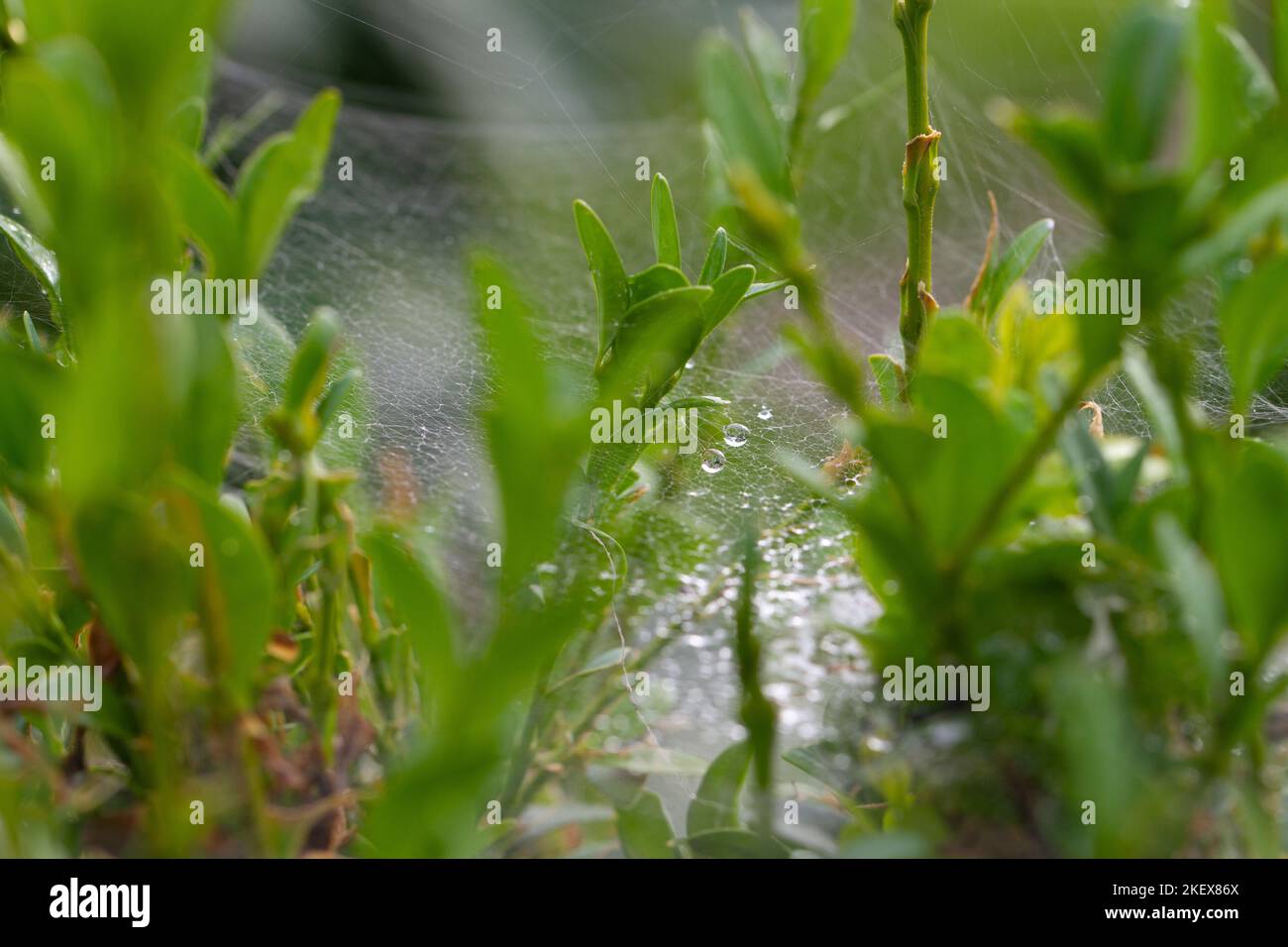 Spiders, of order Araneae, air-breathing arthropods with eight legs ...