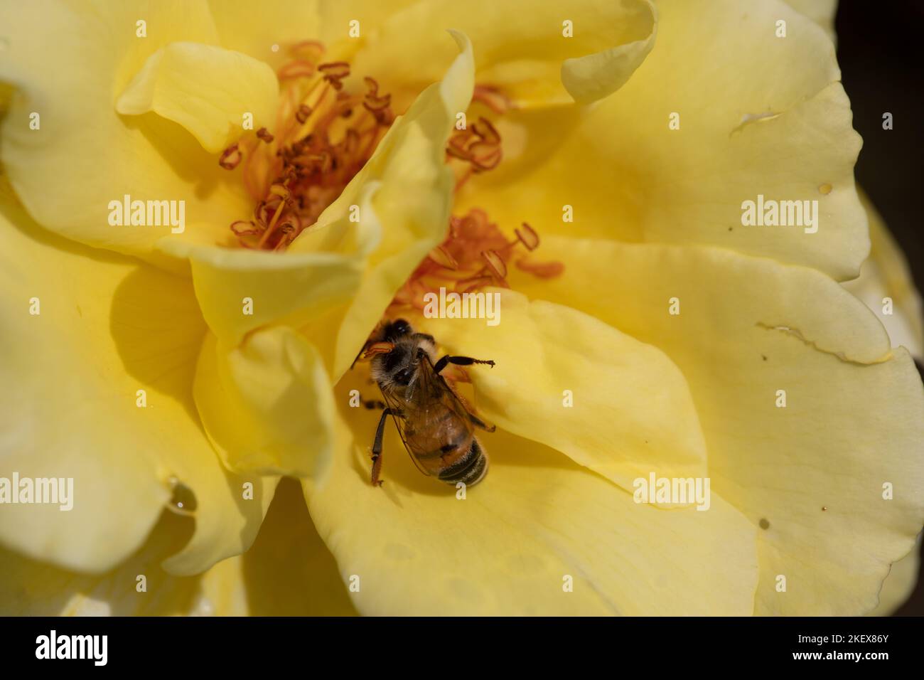 Close-up of colourful roses with bee collecting pollen and water drops ...