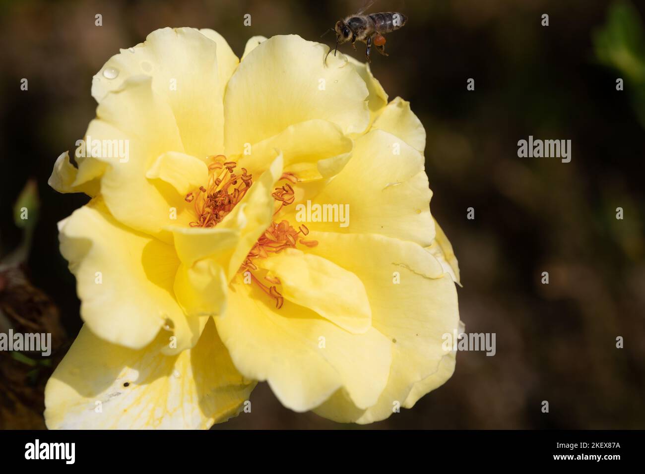 Close-up of colourful roses with bee collecting pollen and water drops ...