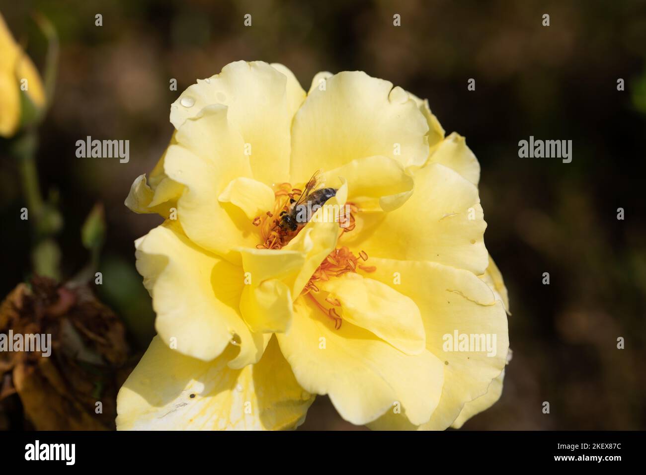 Close-up of colourful roses with bee collecting pollen and water drops ...