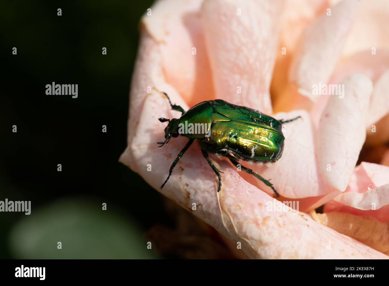 Cotinis nitida, commonly known as the green June beetle, June bug or ...