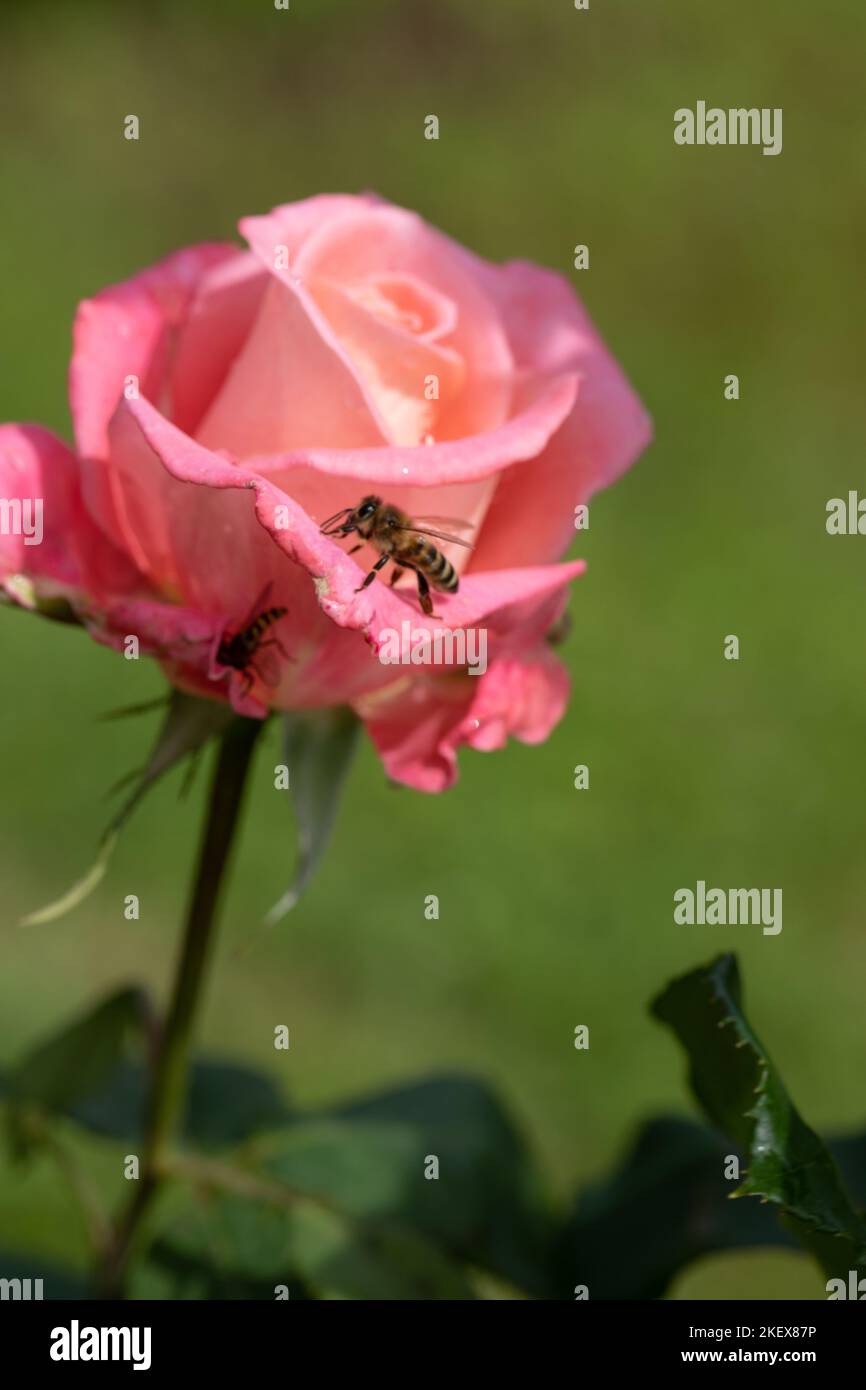 Close-up of colourful roses with bee collecting pollen and water drops ...