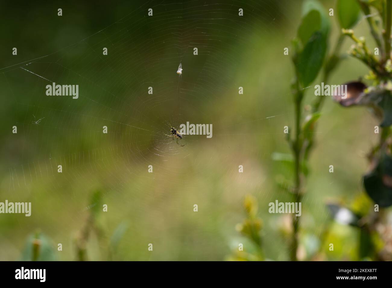 Spiders, of order Araneae, air-breathing arthropods with eight legs ...