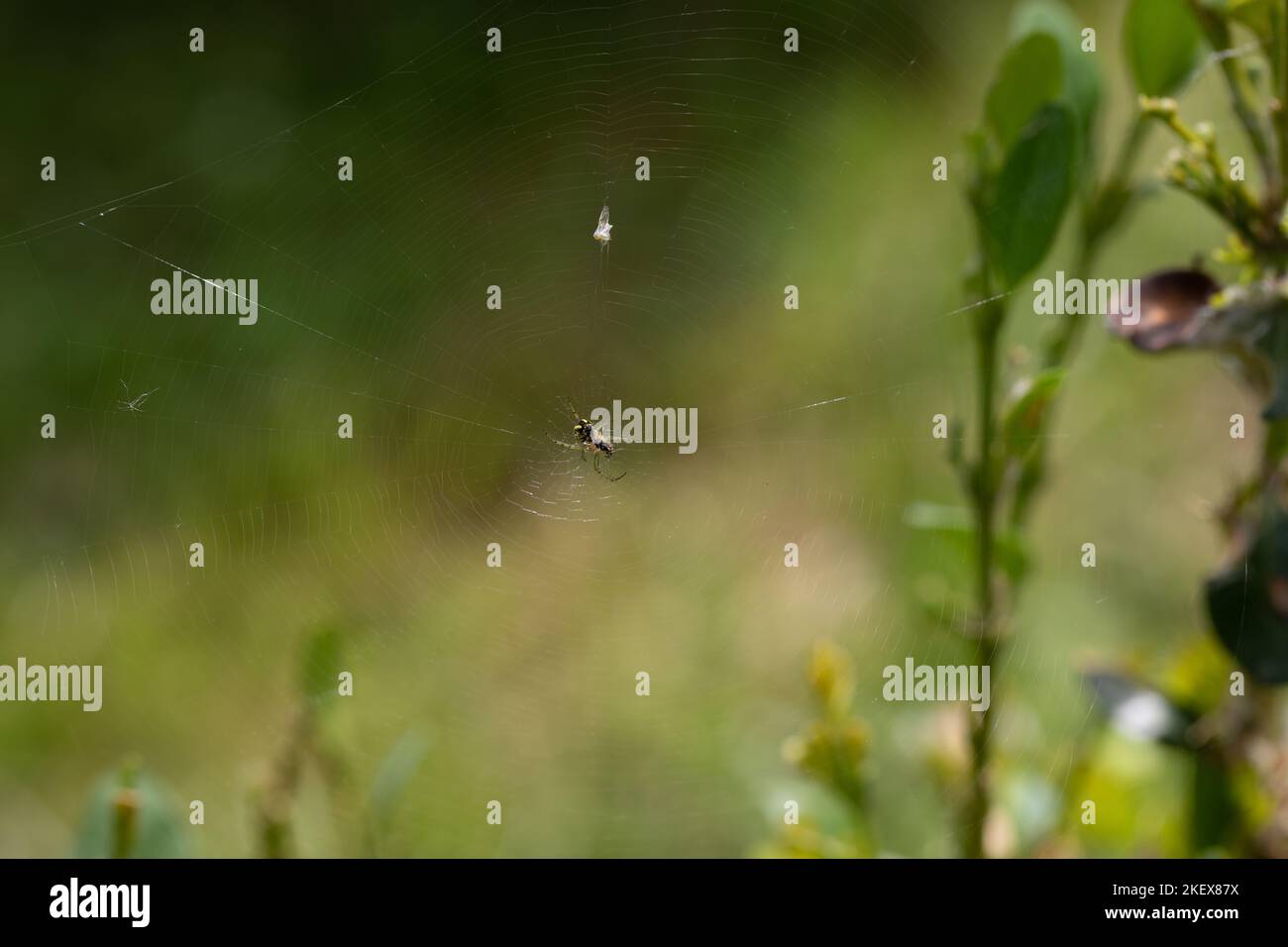 Spiders, of order Araneae, air-breathing arthropods with eight legs ...