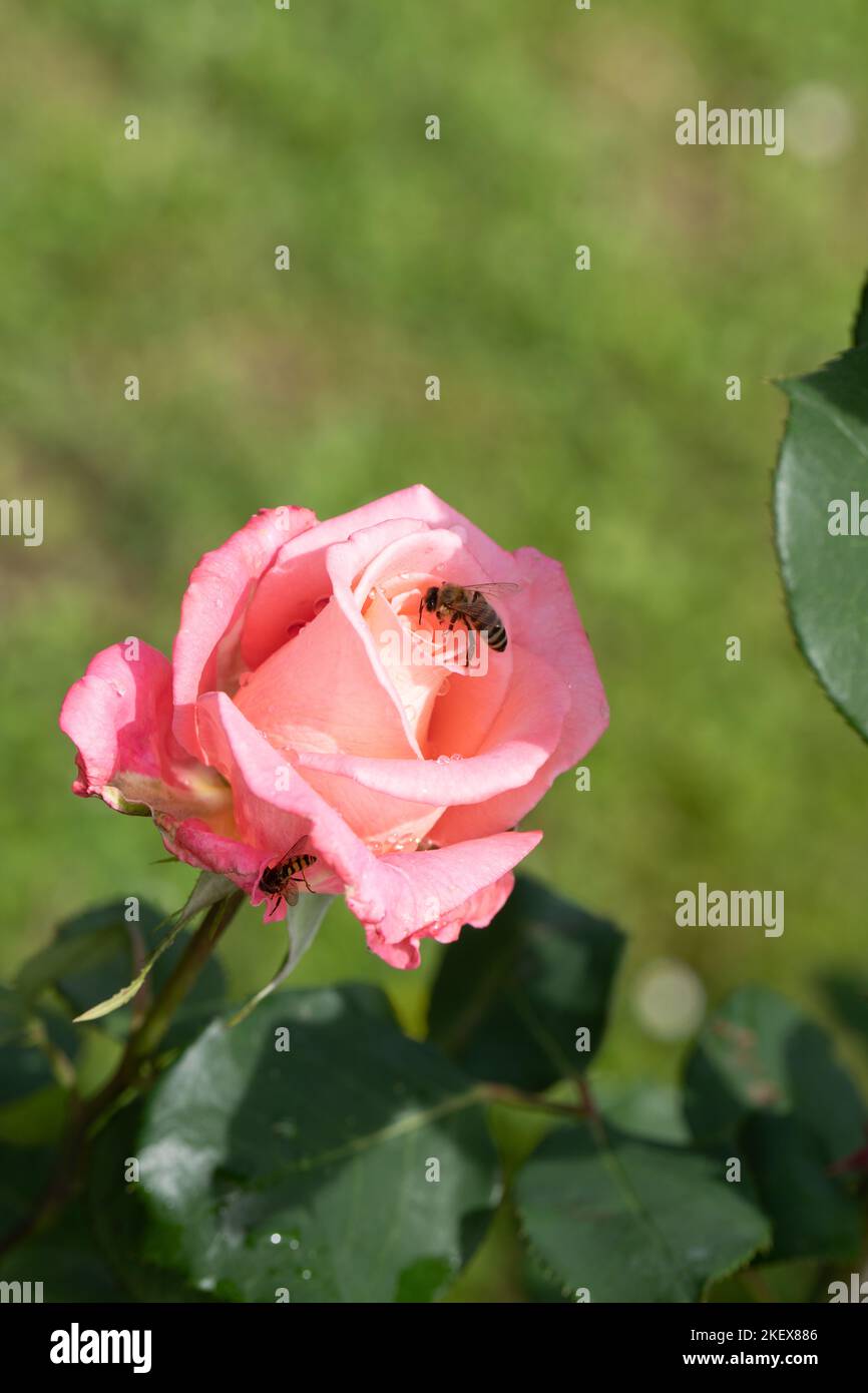 Close-up of colourful roses with bee collecting pollen and water drops ...