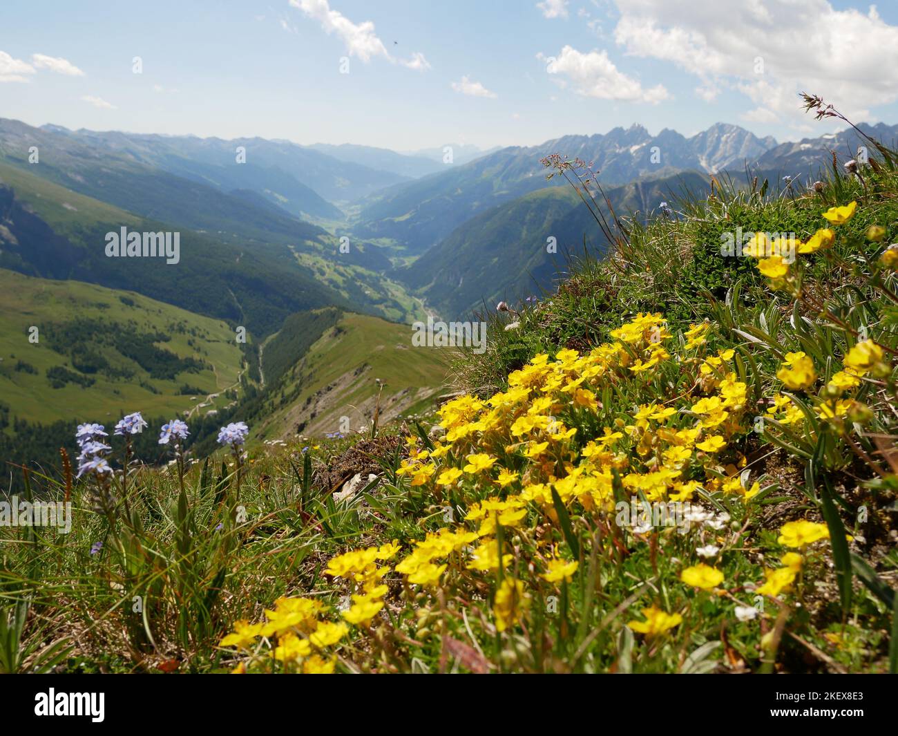 Landscape images and wild alpine flowers of the Hohe Tauern National ...