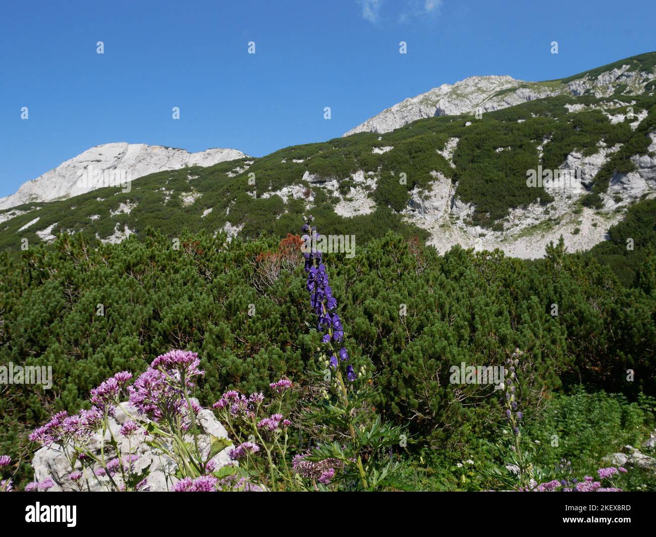 Landscape images and wild alpine flowers of the Kalkalpen National Park ...