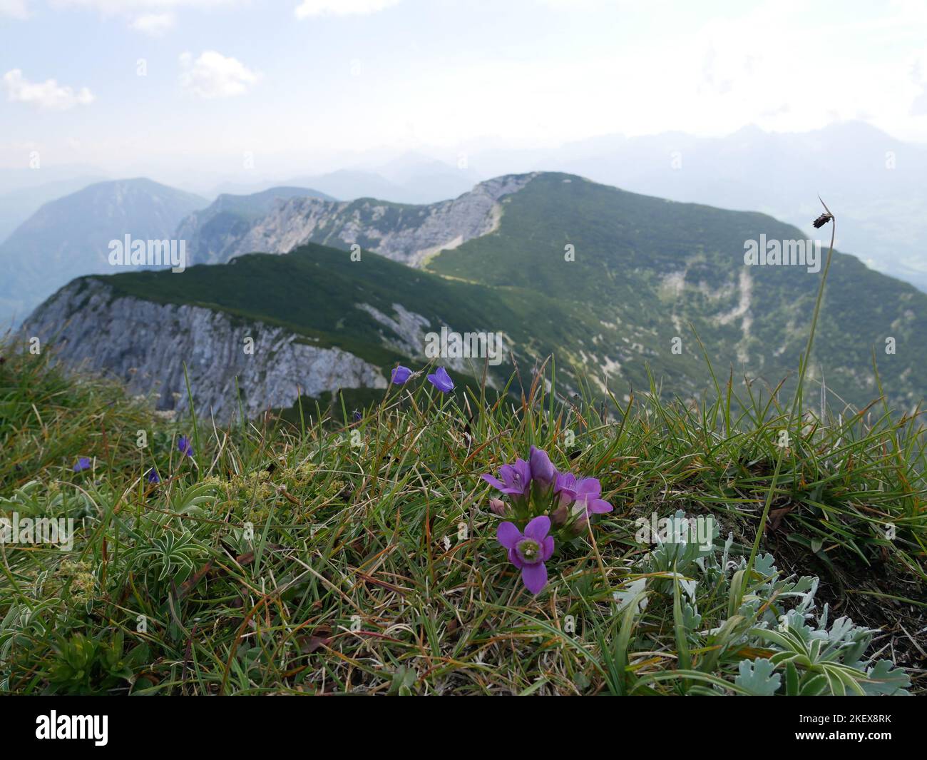 Landscape images and wild alpine flowers of the Kalkalpen National Park ...