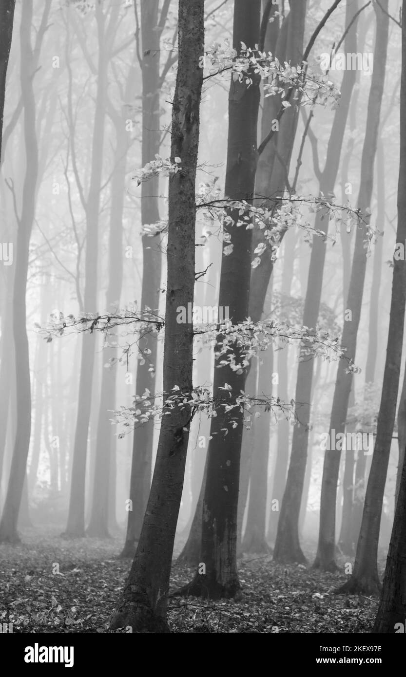 Winter Woodland architecture Stock Photo - Alamy