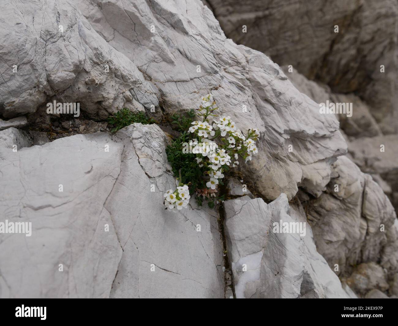 Landscape images and wild alpine flowers of the Austrian Alps in St ...