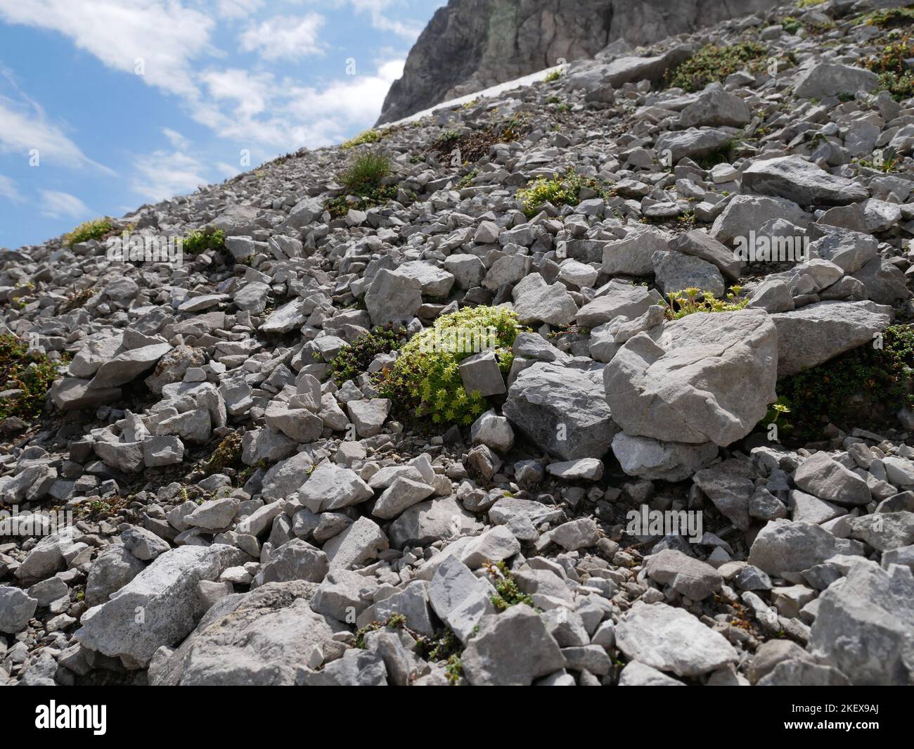 Landscape images and wild alpine flowers of the Austrian Alps in St ...