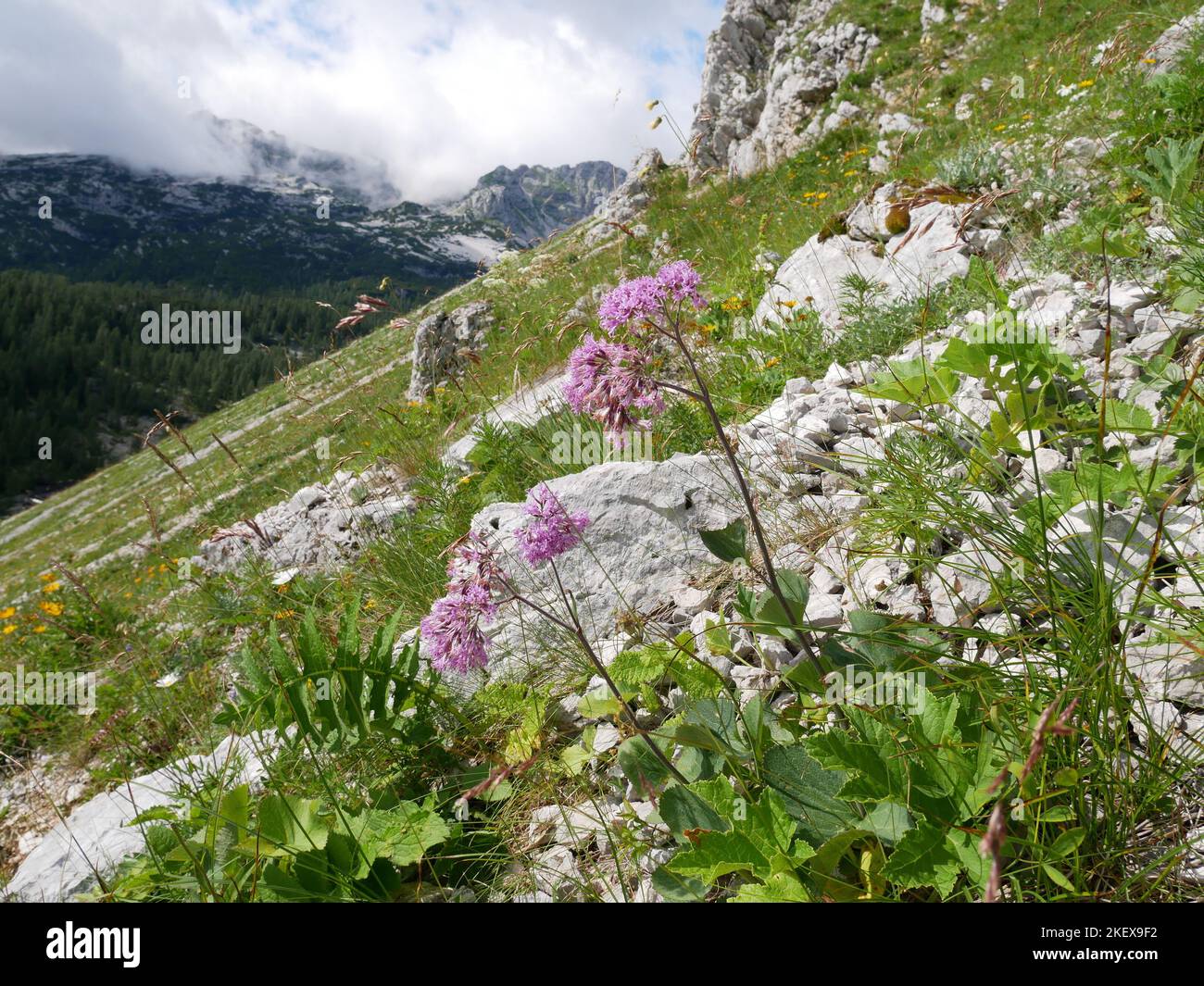 Landscape images and wild alpine flowers of the Julian Alps in Slovenia ...
