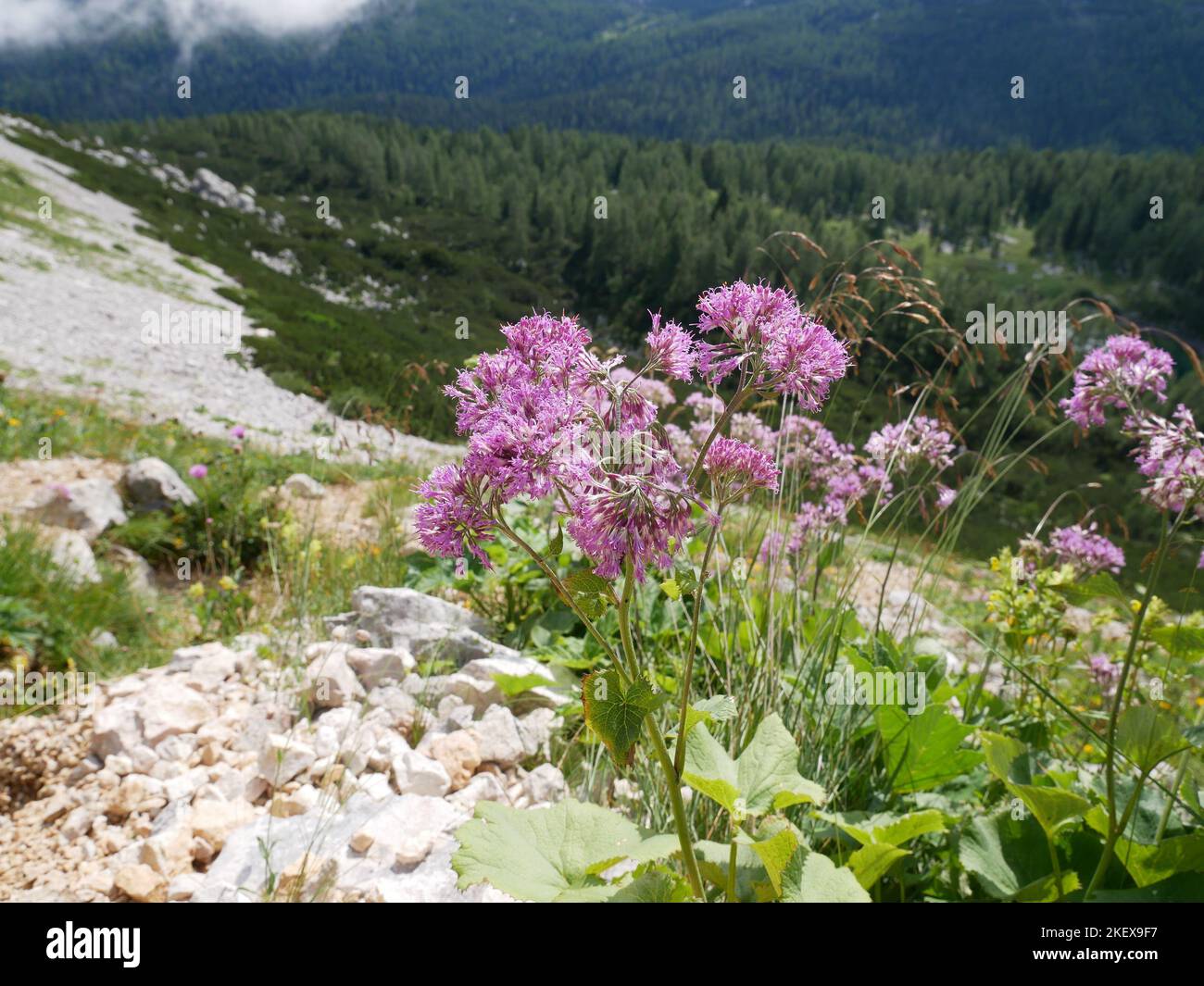 Landscape images and wild alpine flowers of the Julian Alps in Slovenia ...