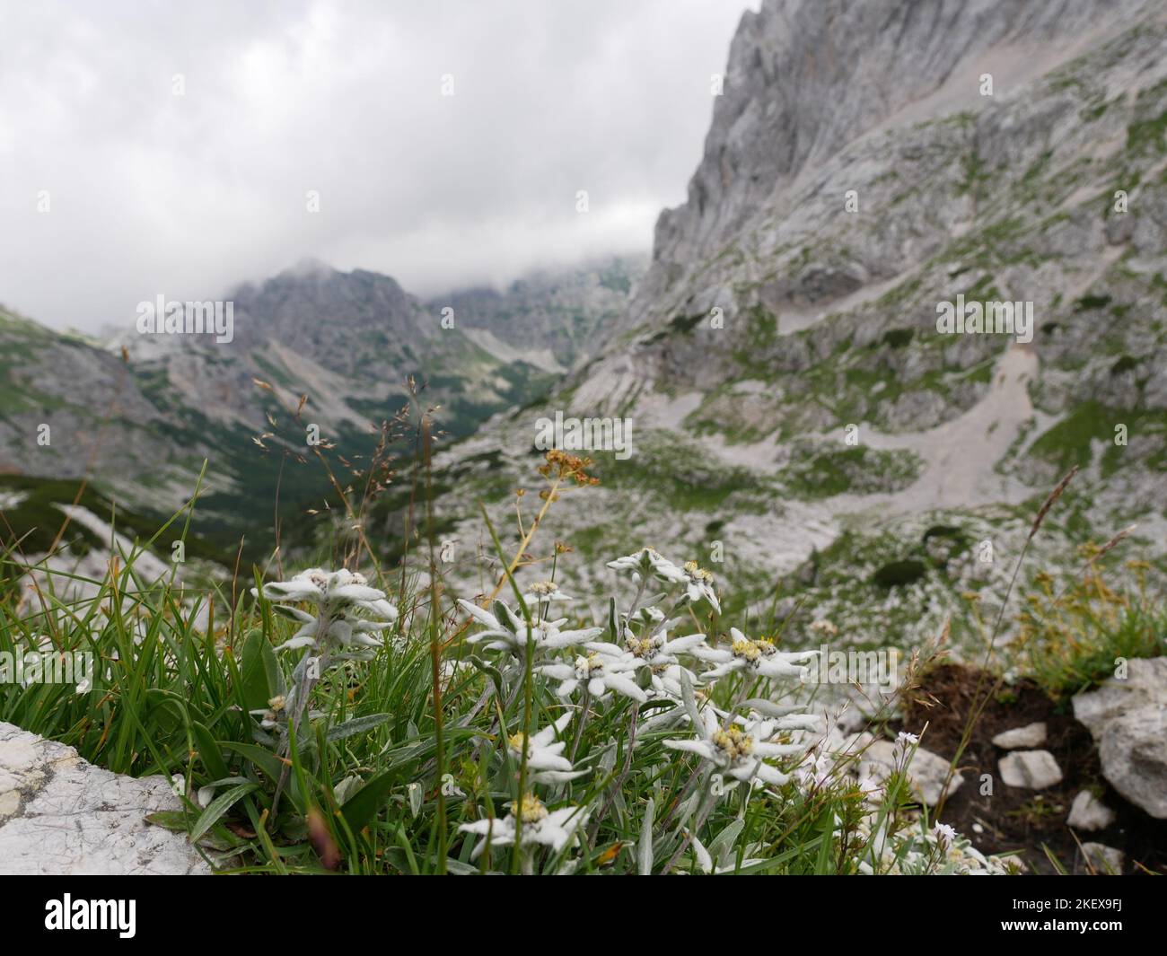 Landscape images and wild alpine flowers of the Julian Alps in Slovenia ...