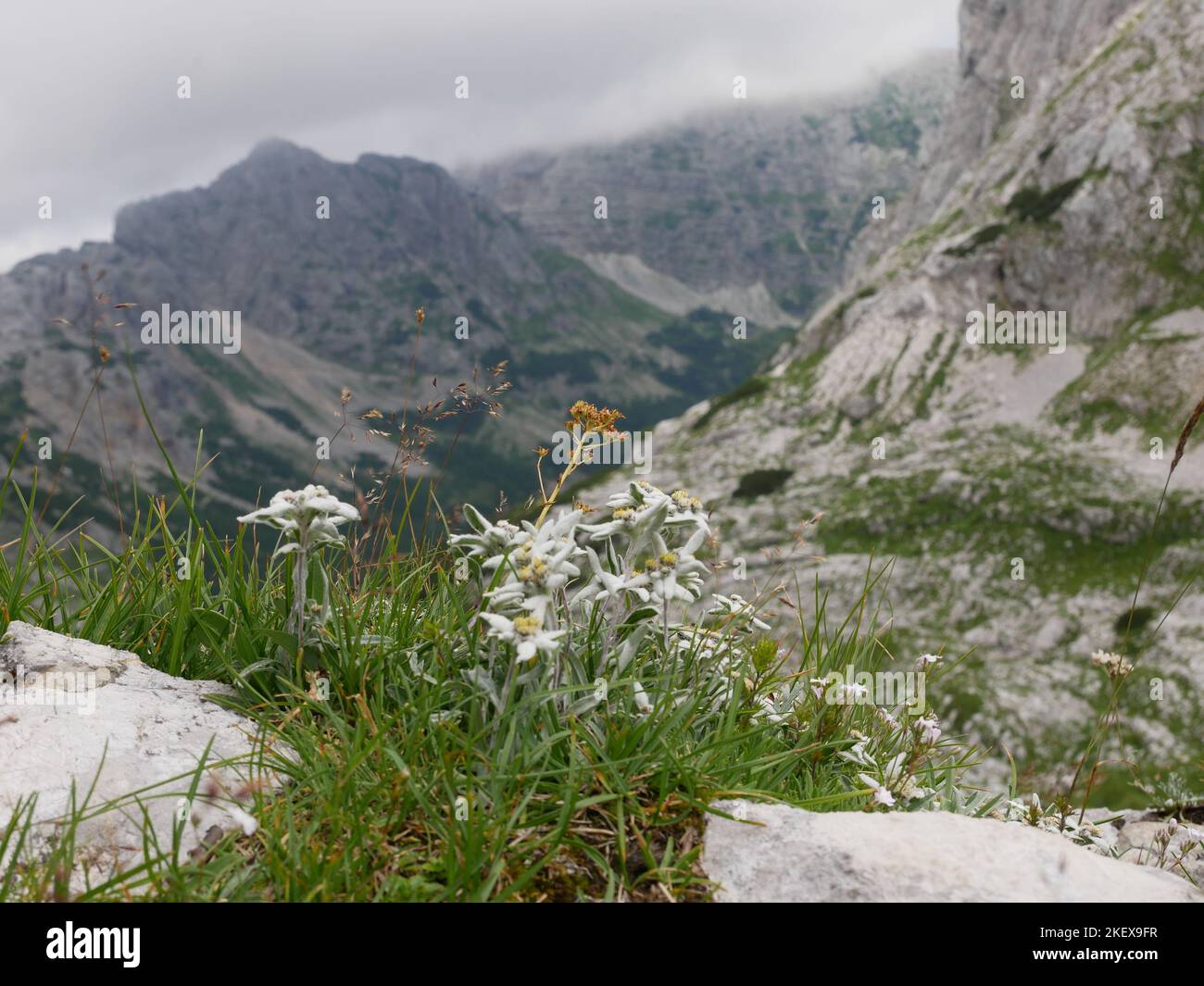 Landscape images and wild alpine flowers of the Julian Alps in Slovenia ...