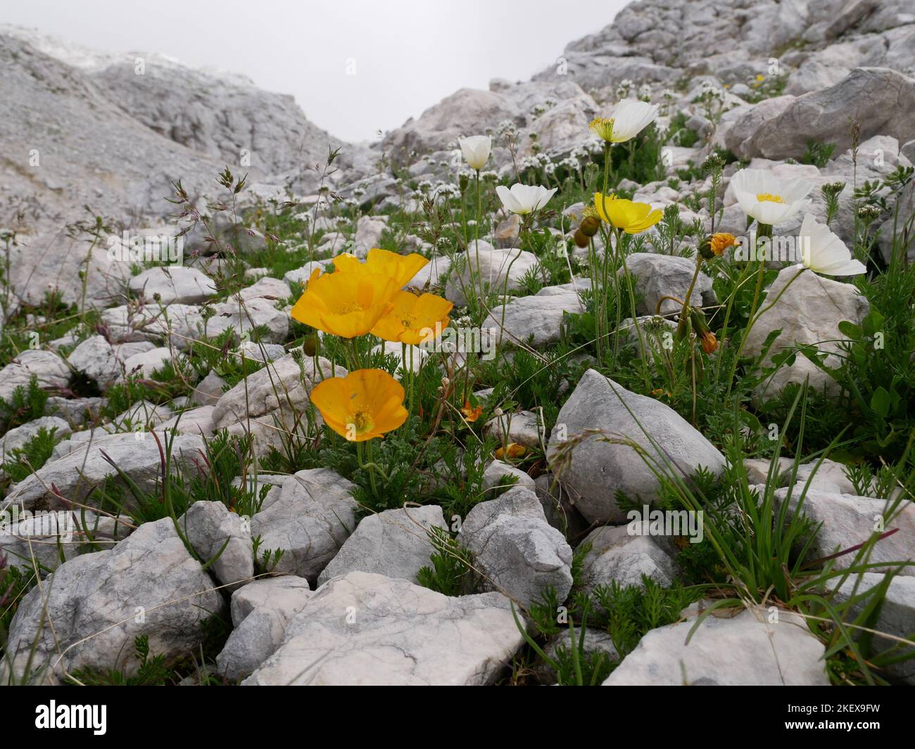 Landscape images and wild alpine flowers of the Julian Alps in Slovenia ...