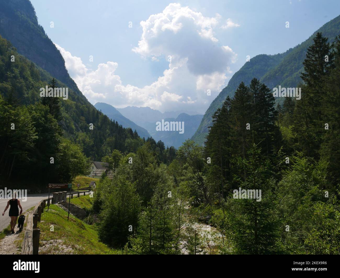 Landscape images and wild alpine flowers of the Julian Alps in Slovenia ...