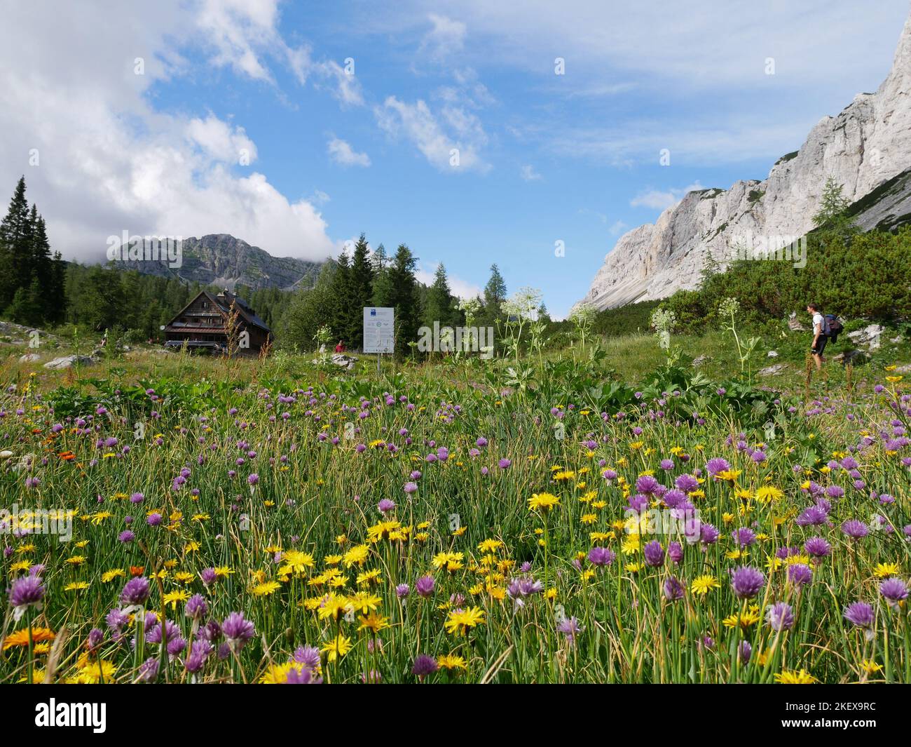 Landscape images and wild alpine flowers of the Julian Alps in Slovenia ...