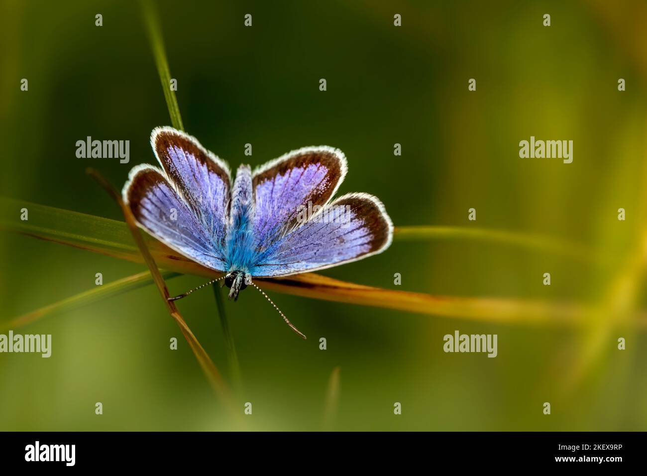 Common blue butterfly Stock Photo - Alamy