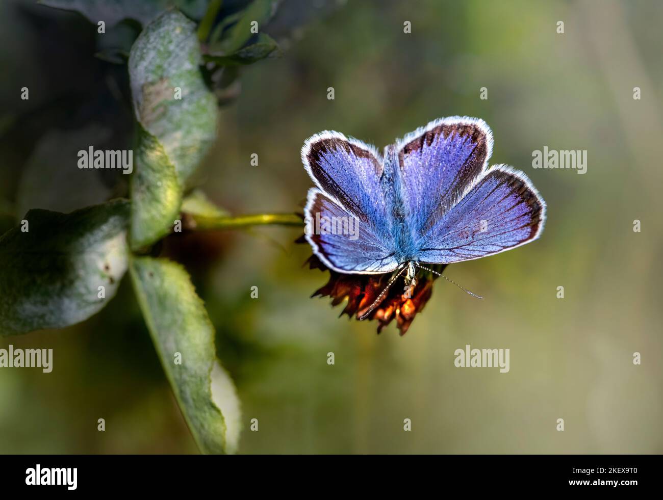 Common blue butterfly Stock Photo - Alamy
