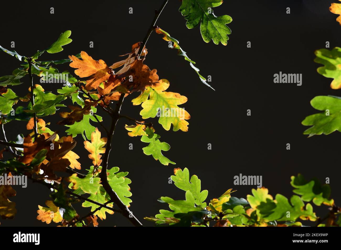 Autumn leaves Scotland Stock Photo - Alamy
