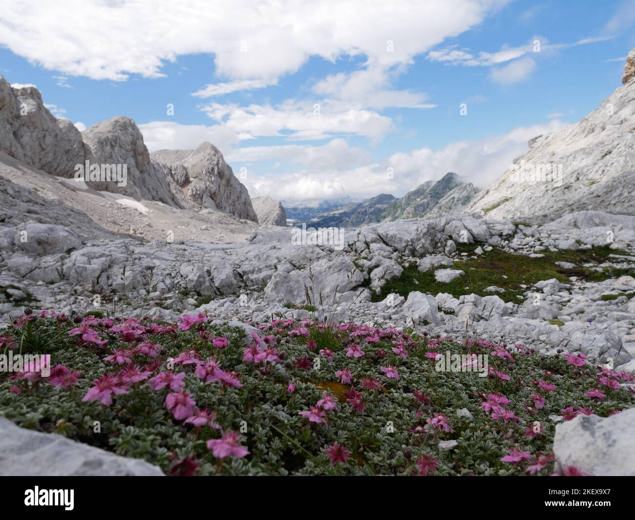 Landscape images and wild alpine flowers of the Julian Alps in Slovenia ...