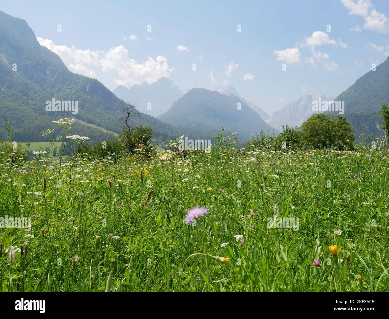 Landscape images and wild alpine flowers of the Julian Alps in Slovenia ...