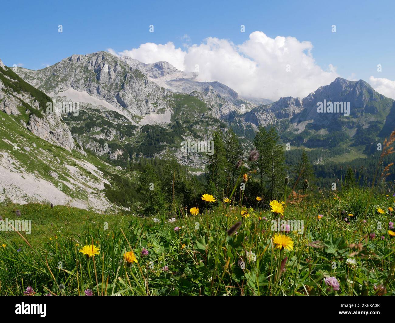 Landscape images and wild alpine flowers of the Julian Alps in Slovenia ...