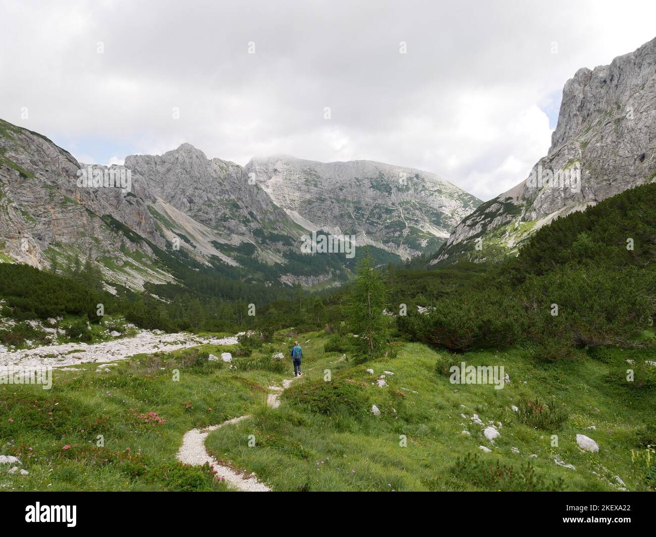 Landscape images and wild alpine flowers of the Julian Alps in Slovenia ...