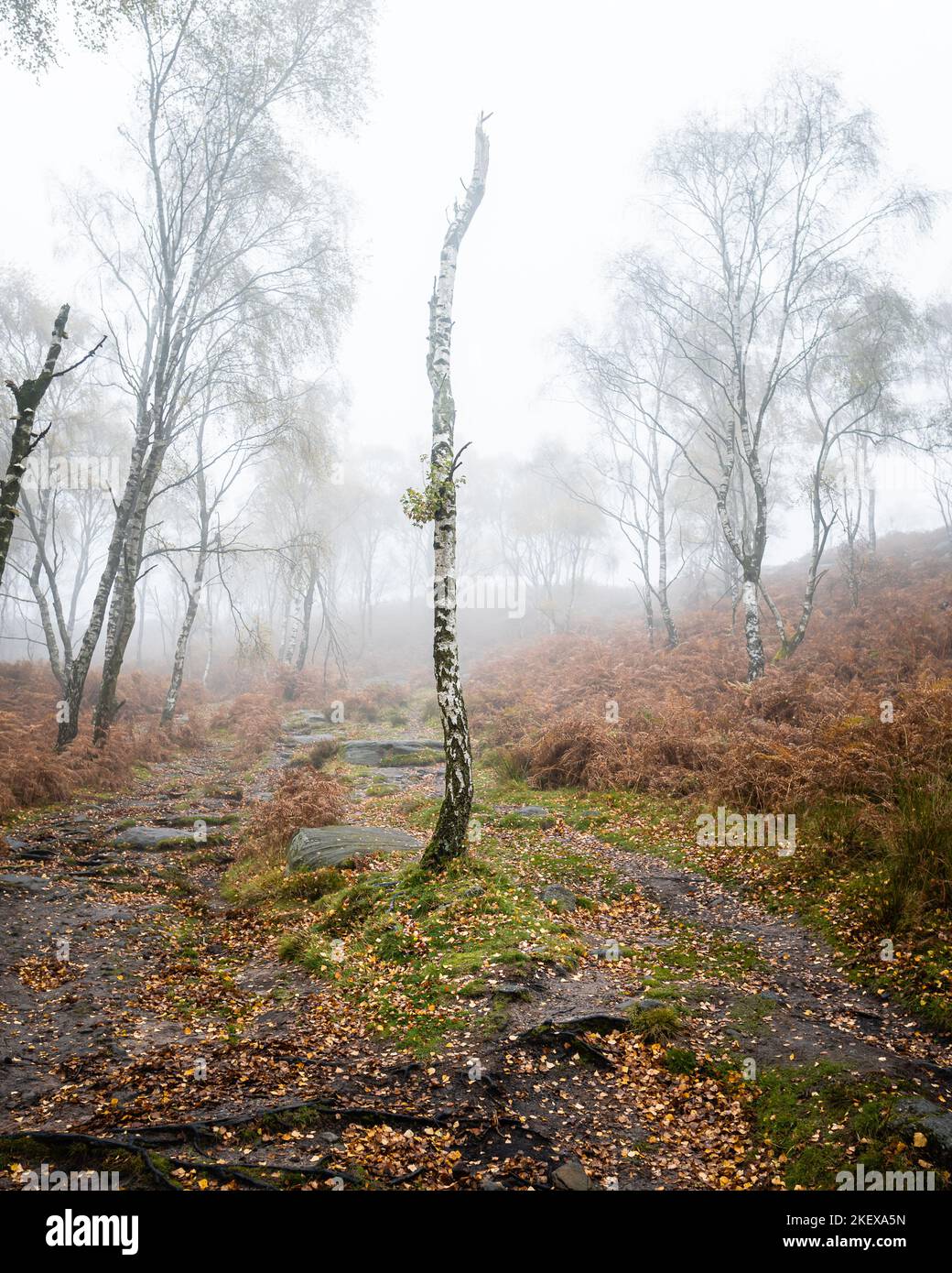 A lone tree in the path on a foggy day Stock Photo - Alamy