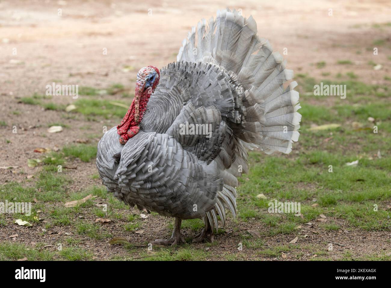 Male Domestic Turkey with male displaying courtship feathers Stock ...