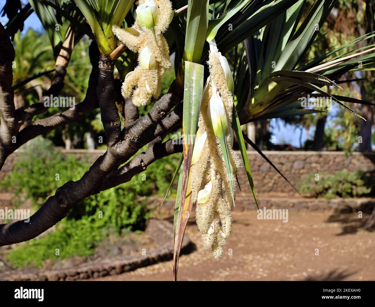 The Pandanus utilis is dioecious (dioecious) and is an evergreen plant ...