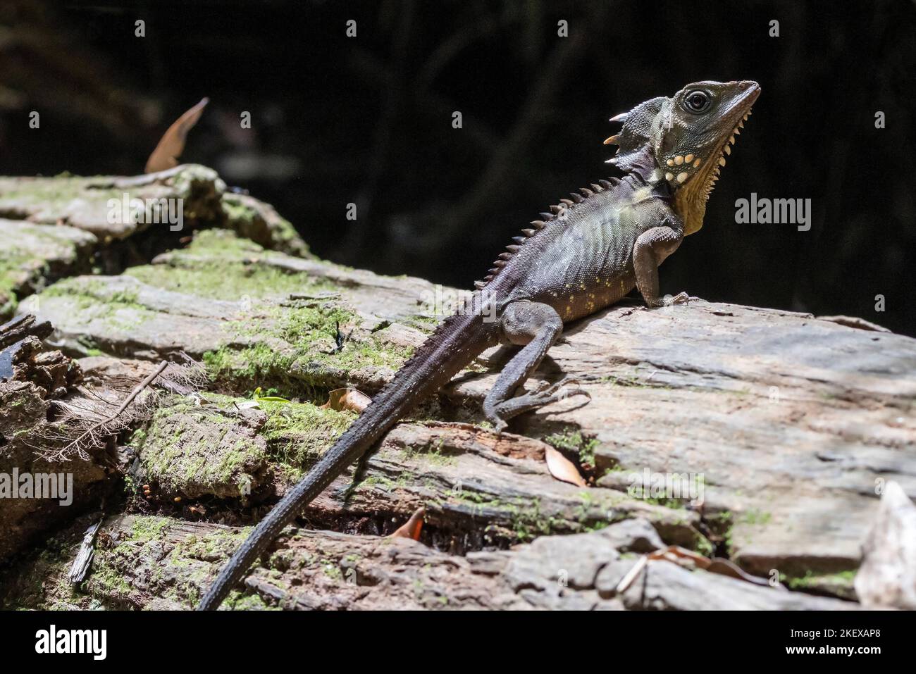 Boyd's Forest Dragon resting on log Stock Photo - Alamy