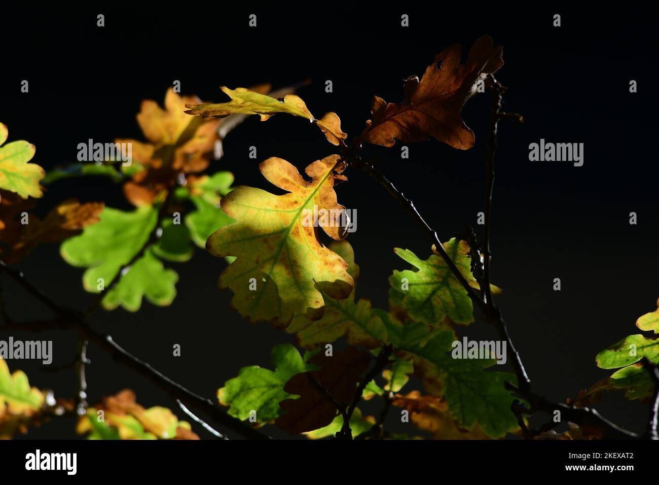 Autumn leaves Scotland Stock Photo - Alamy