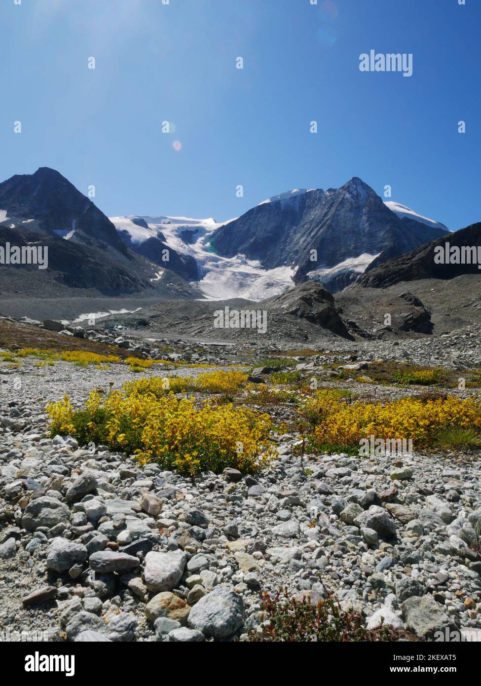 Wildflowers and landscape images from the Swiss Valais mountains ...