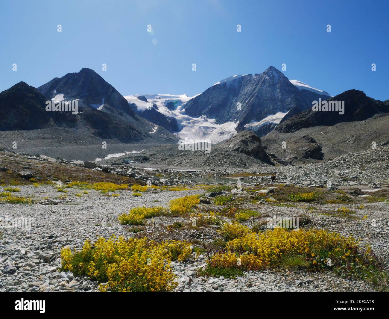 Wildflowers and landscape images from the Swiss Valais mountains ...