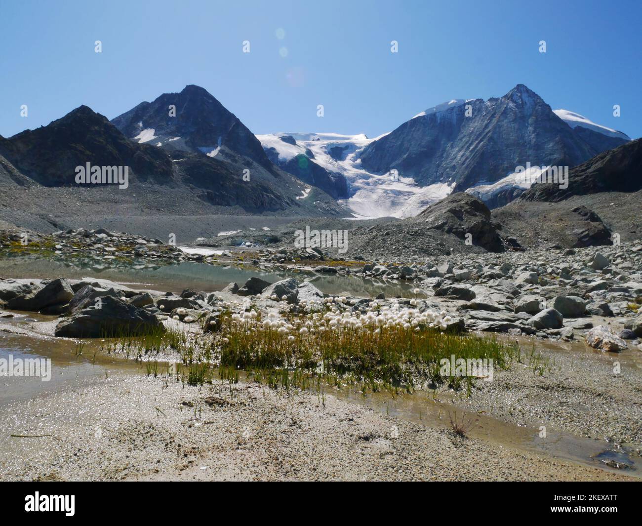 Wildflowers and landscape images from the Swiss Valais mountains ...