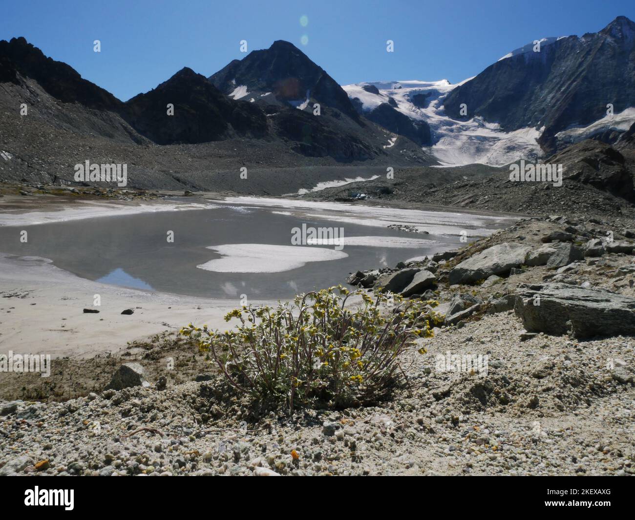 Wildflowers and landscape images from the Swiss Valais mountains ...