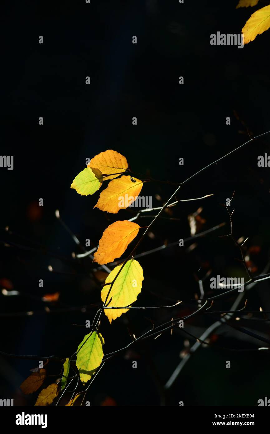 Autumn leaves Scotland Stock Photo - Alamy