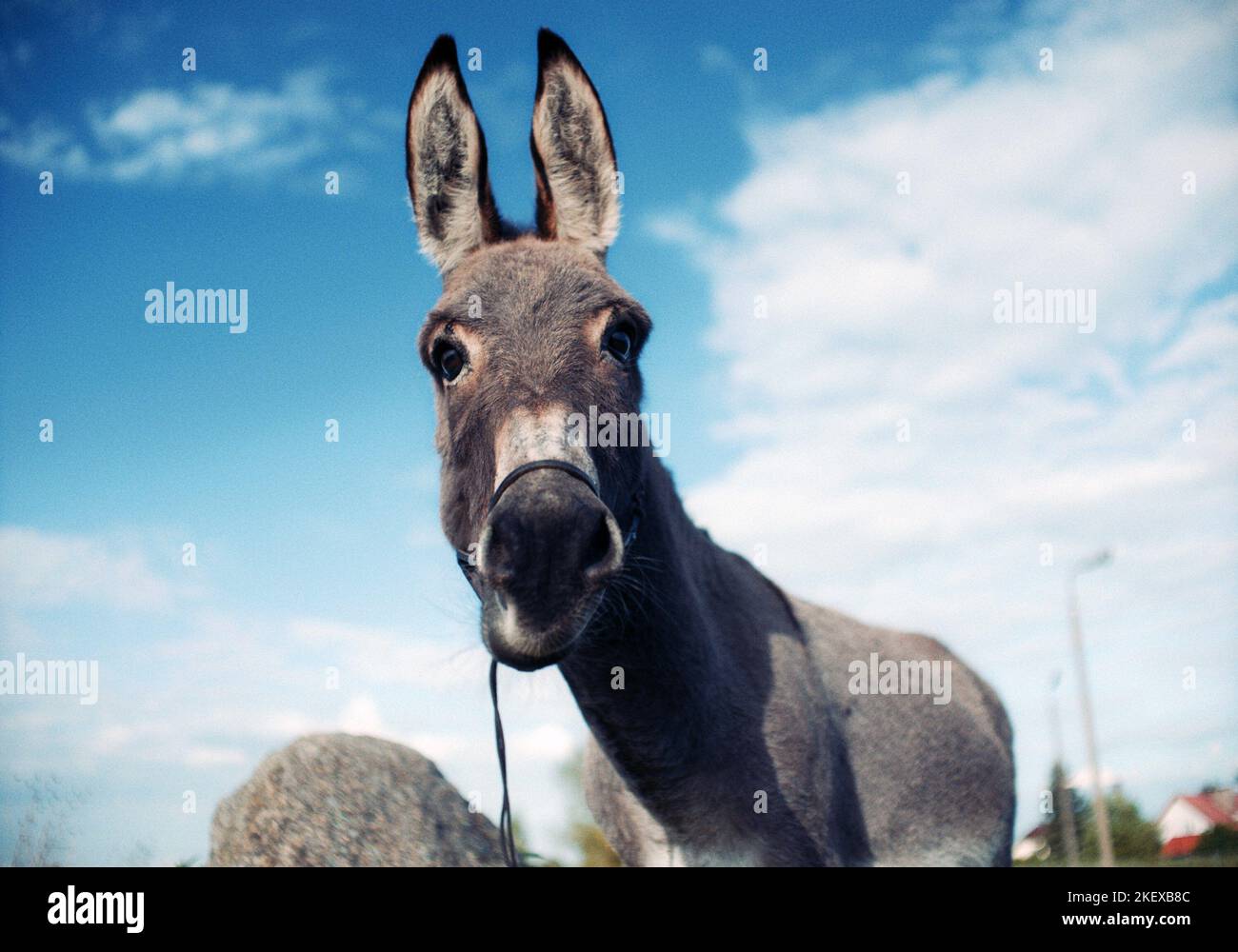 EO, (aka IO), 2022. © Janus Films / Courtesy Everett Collection Stock ...