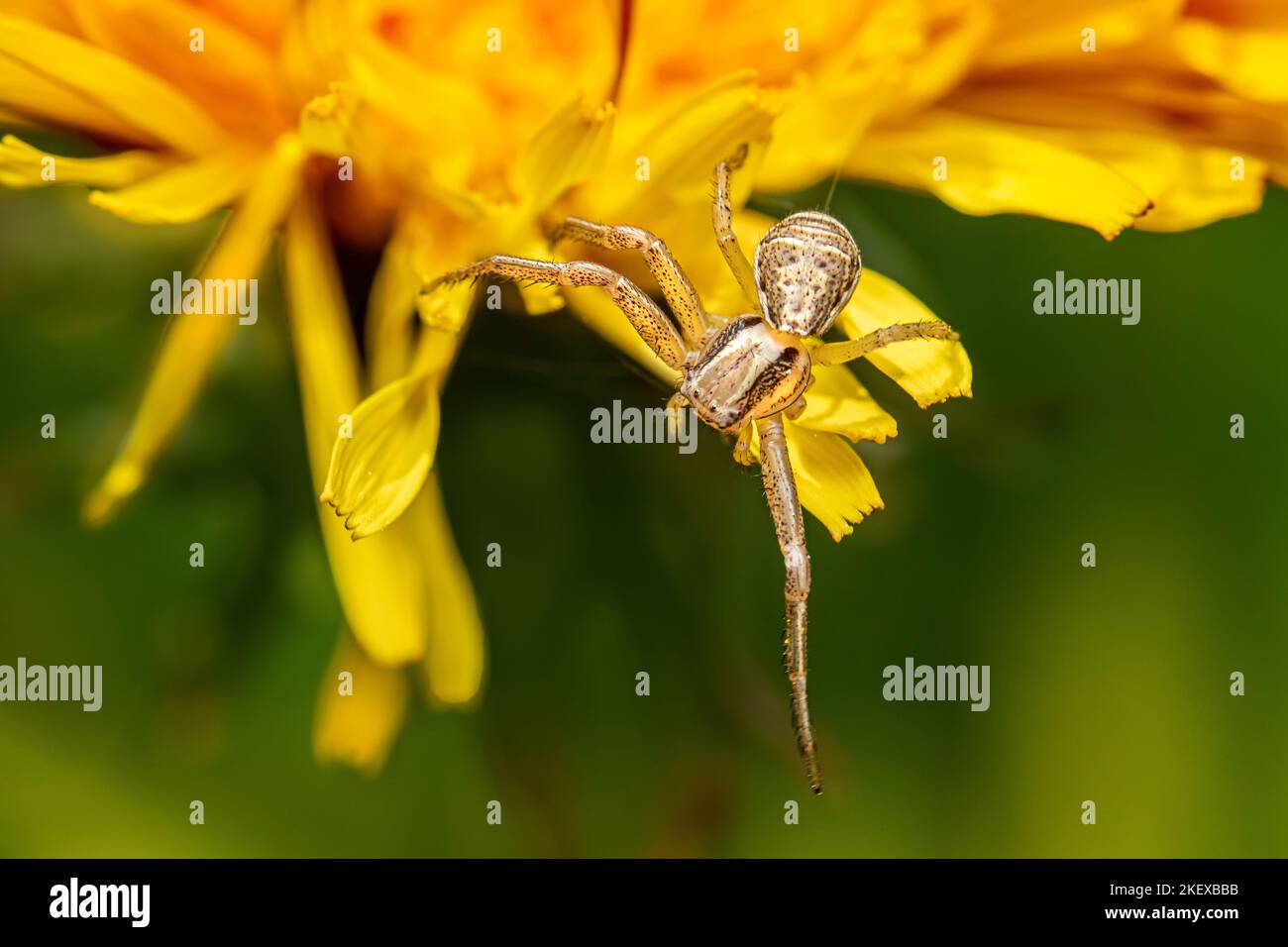 The hunting spider Stock Photo - Alamy