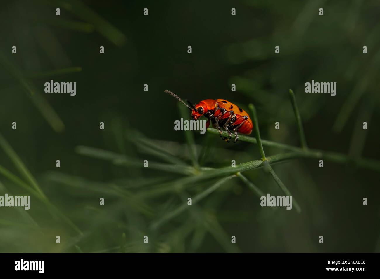 An insect living in Estonia Stock Photo - Alamy