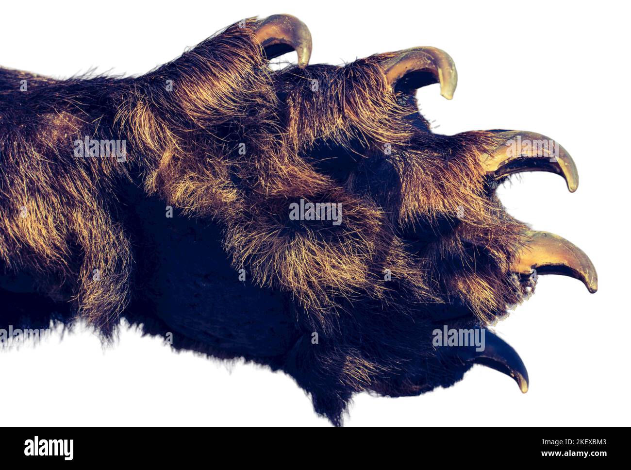 Paw of large bear with long, sharp, strong claws Stock Photo - Alamy