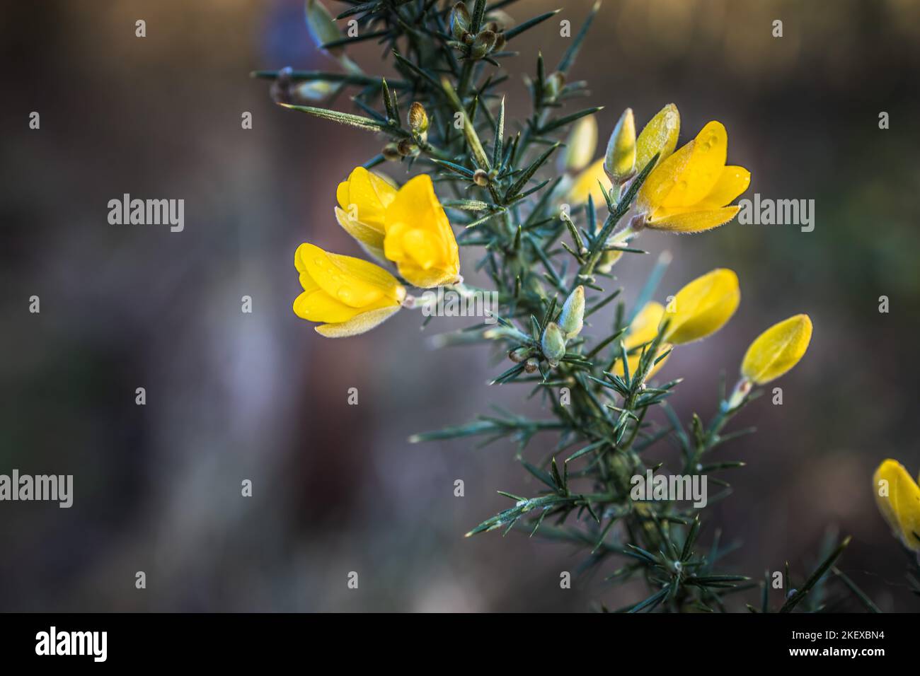 Kildoon hi-res stock photography and images - Alamy